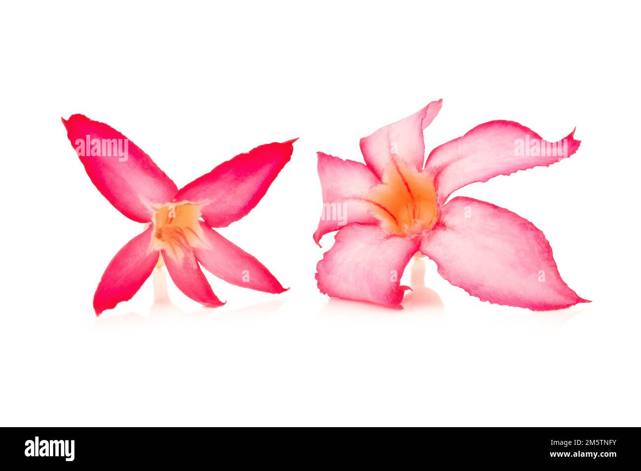 flower desert rose ro pink bigononia isolated on white background Stock ...
