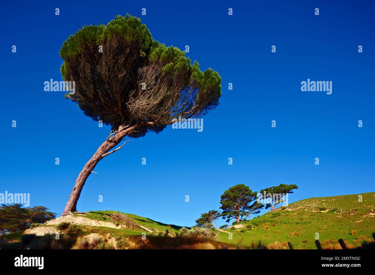 The Tree - token of a type. Tree - universal plant in all types and ...