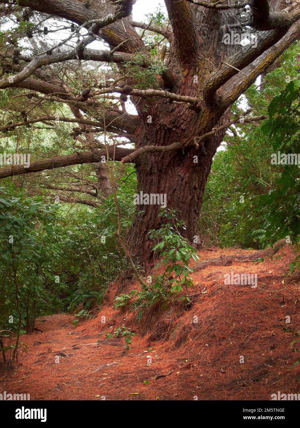 The Tree - token of a type. Tree - universal plant in all types and ...