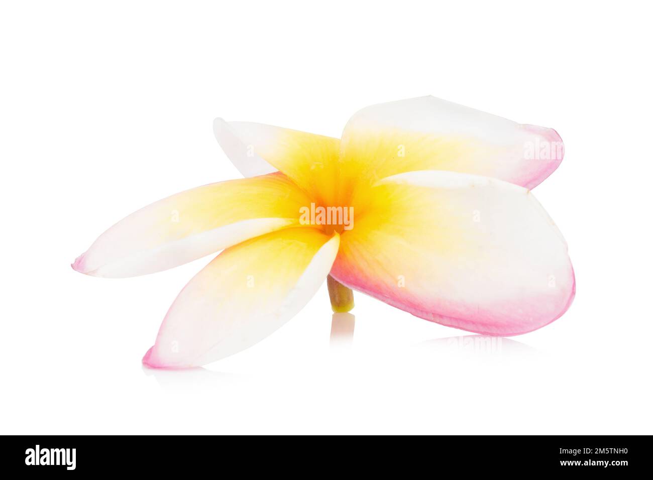frangipani. plumeria. temple tree. graveyard tree. flower. isolated on ...