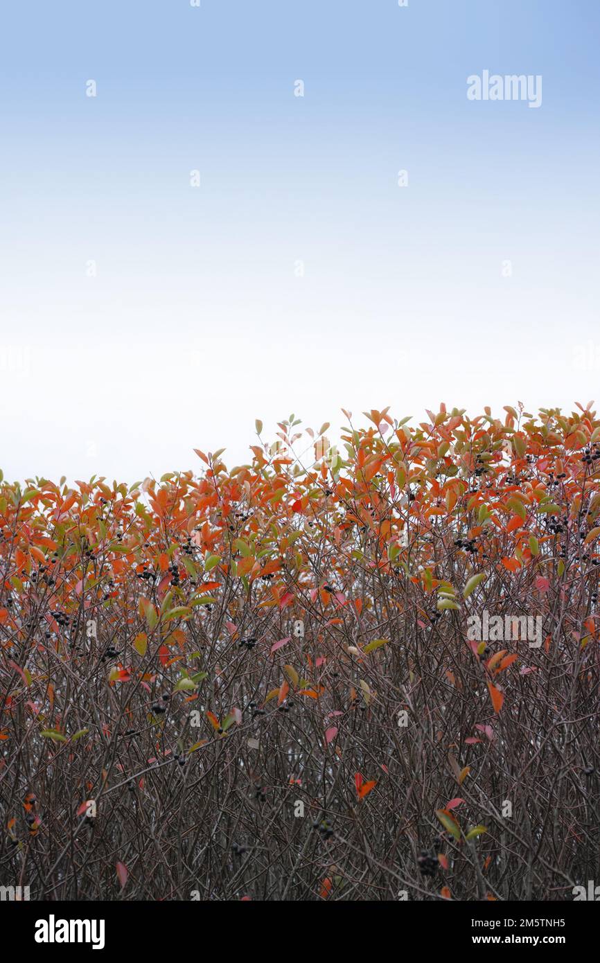 The Tree - token of a type. Tree - universal plant in all types and ...