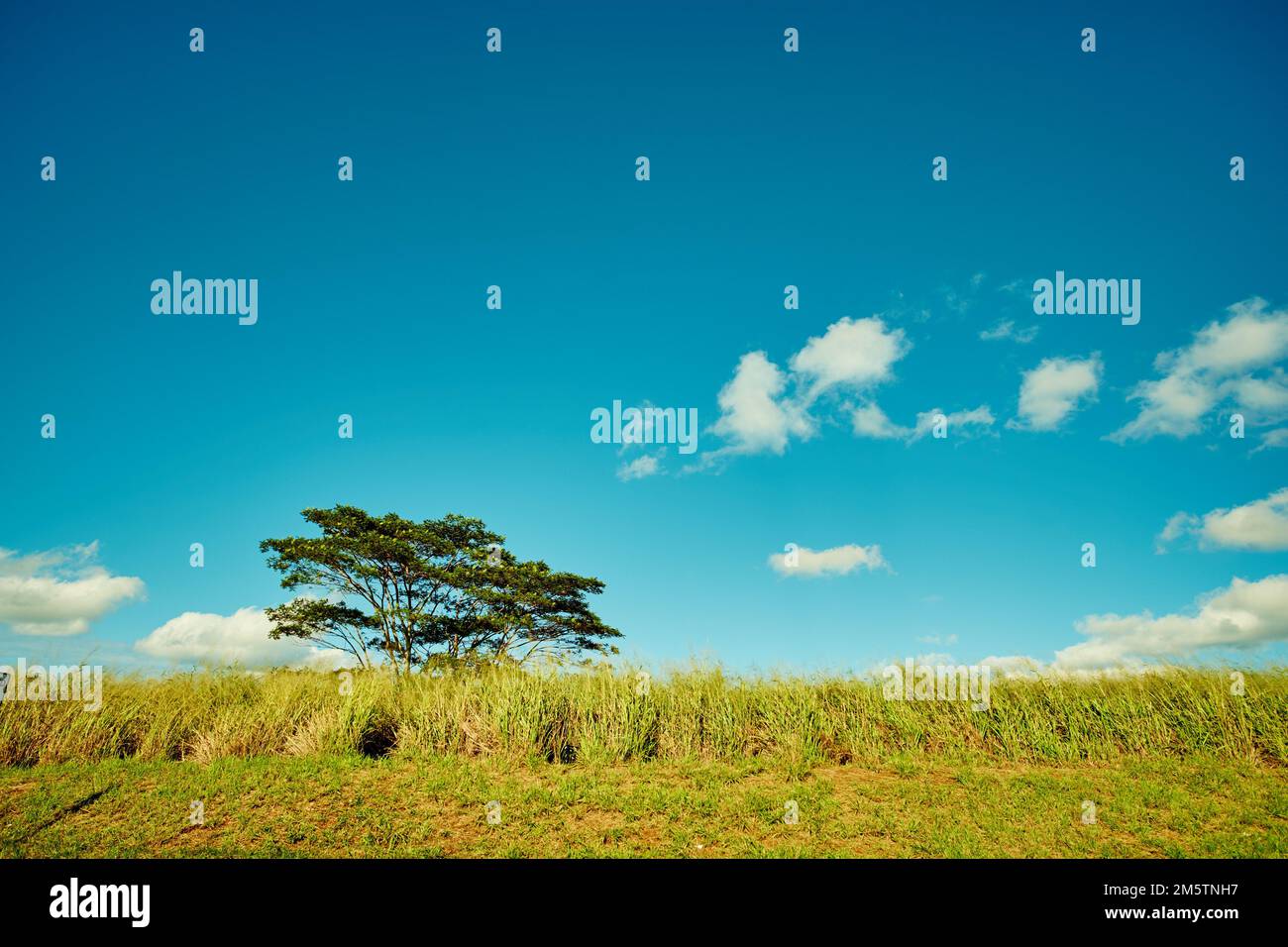 The Tree - token of a type. Tree - universal plant in all types and ...