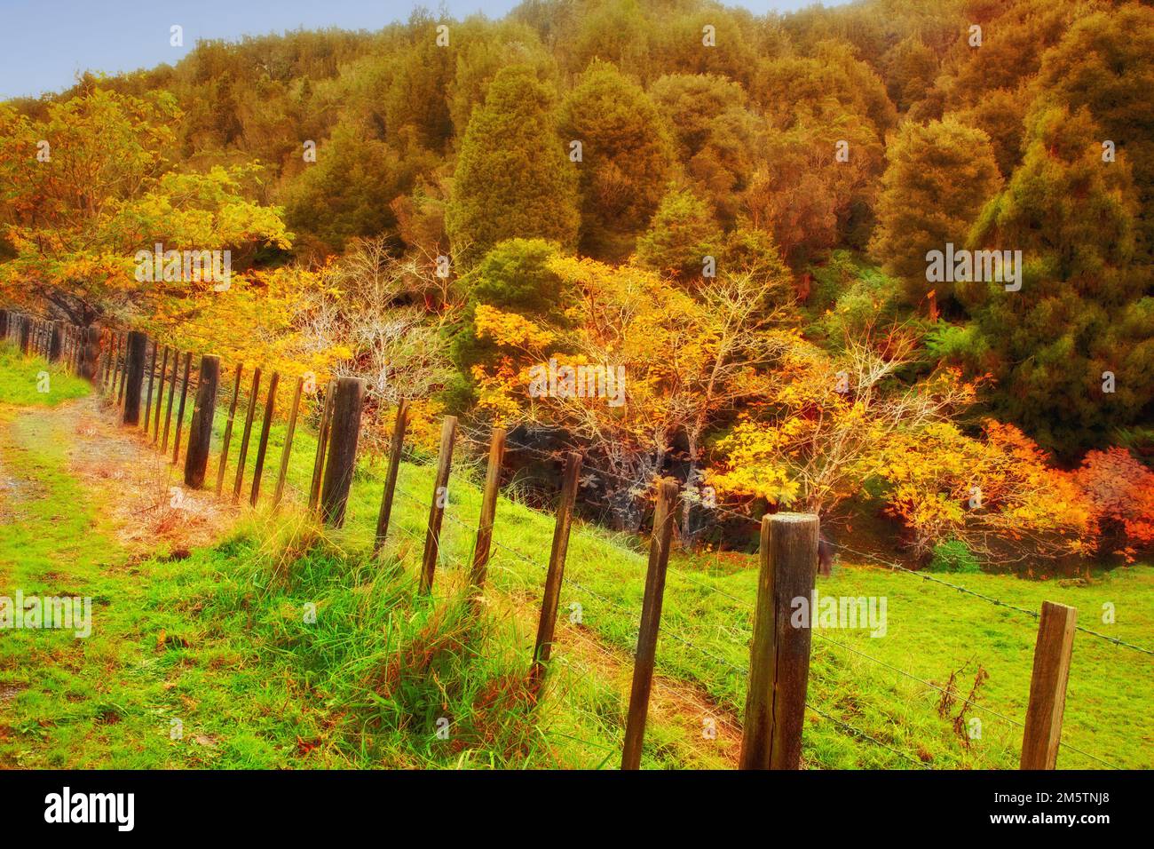 The Tree - token of a type. Tree - universal plant in all types and ...