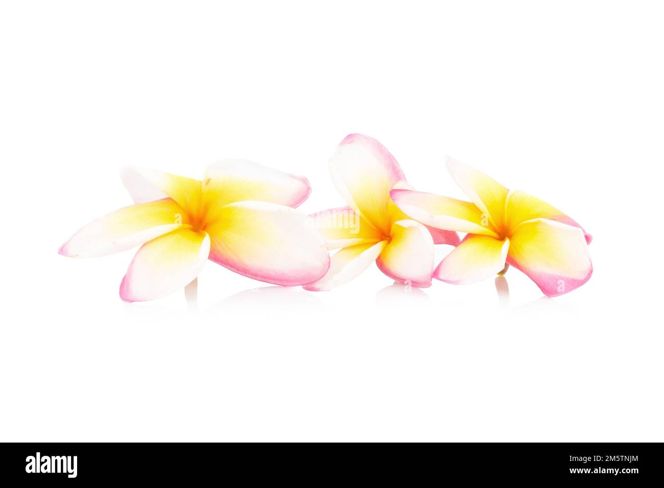 frangipani. plumeria. temple tree. graveyard tree. flower. isolated on ...