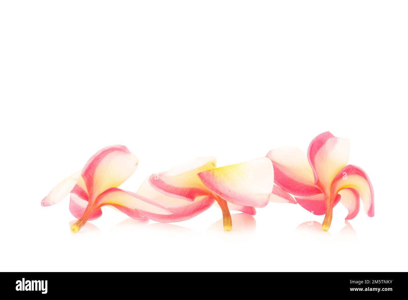 frangipani. plumeria. temple tree. graveyard tree. flower. isolated on ...