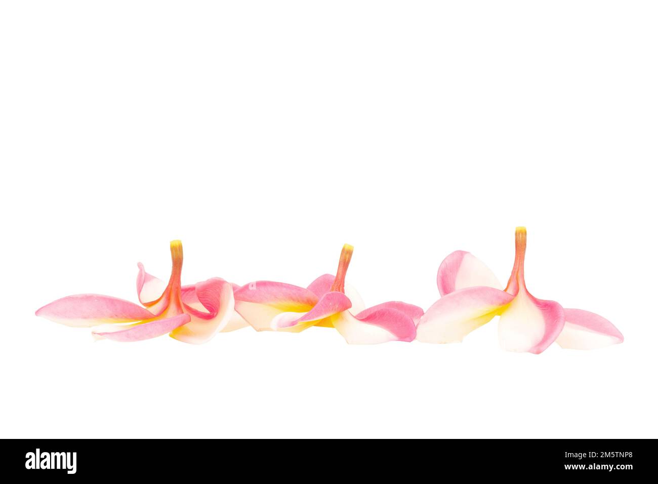 frangipani. plumeria. temple tree. graveyard tree. flower. isolated on ...