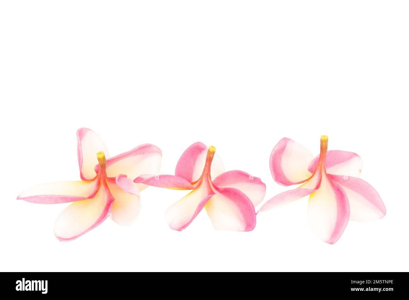 frangipani. plumeria. temple tree. graveyard tree. flower. isolated on ...