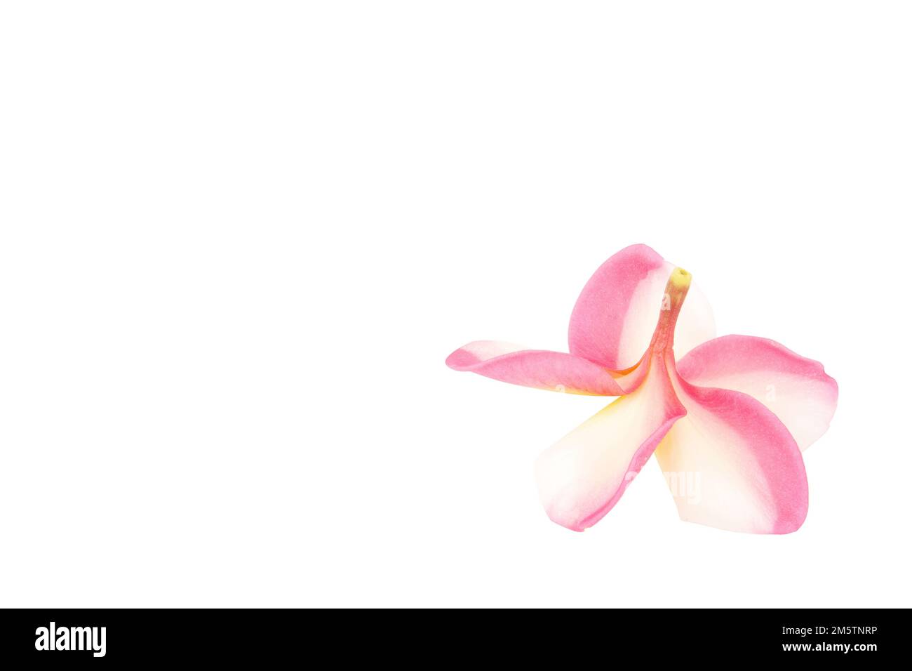 frangipani. plumeria. temple tree. graveyard tree. flower. isolated on ...