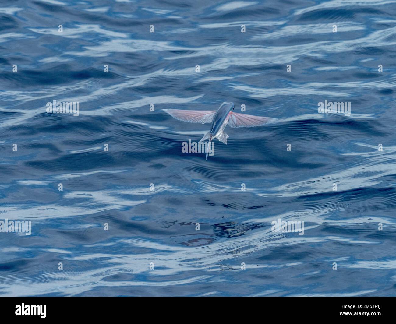 Flying fish gliding on glassy sea in the Coral Sea Vanuatu 2022 Stock ...