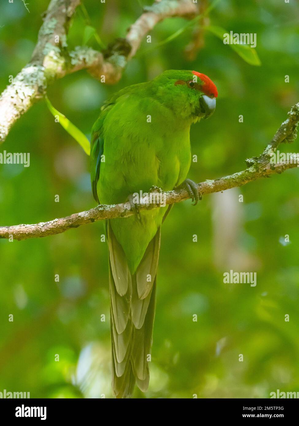 Norfolk Island Parakeet, Cyanoramphus cookii, an endangered species in ...
