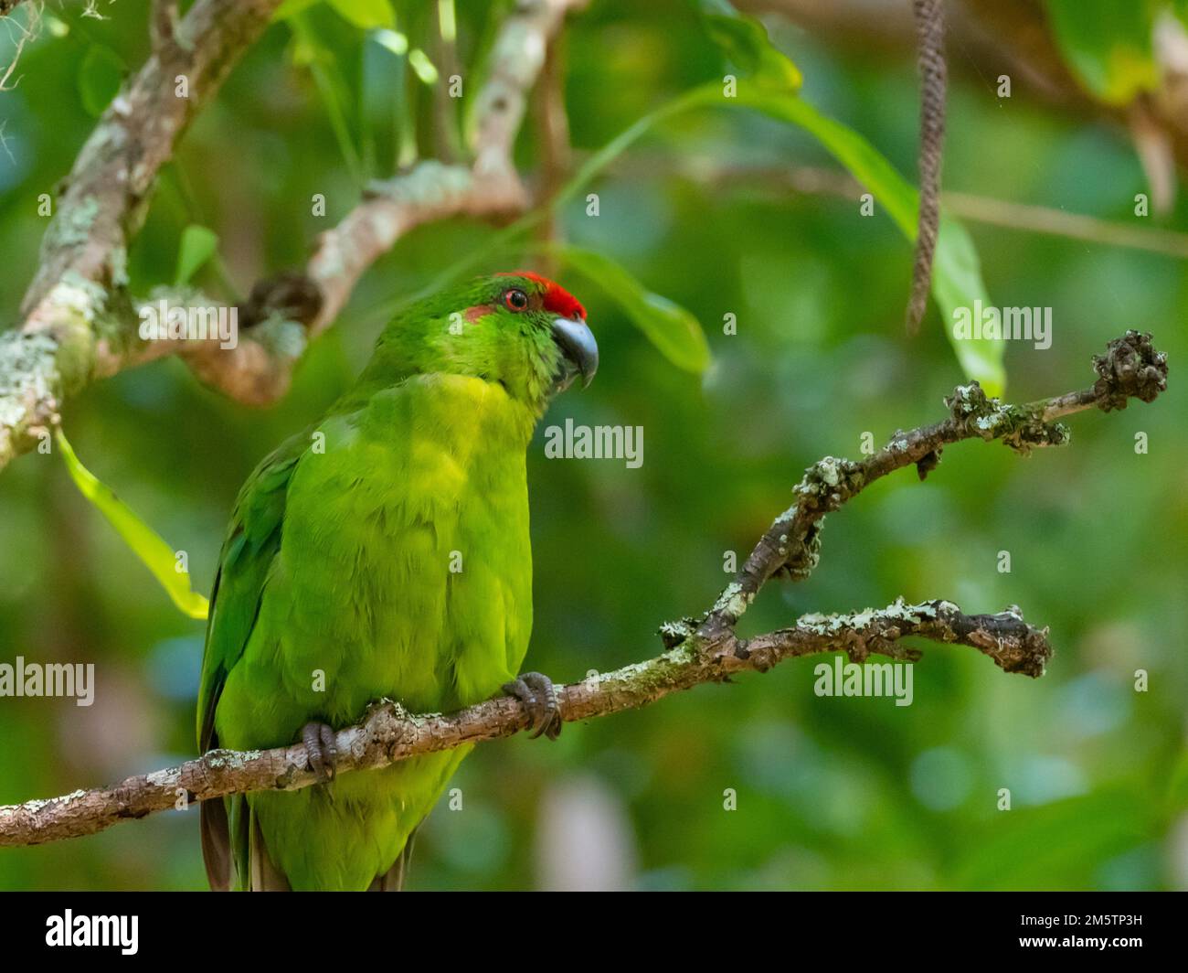 Norfolk Island Parakeet, Cyanoramphus cookii, an endangered species in ...