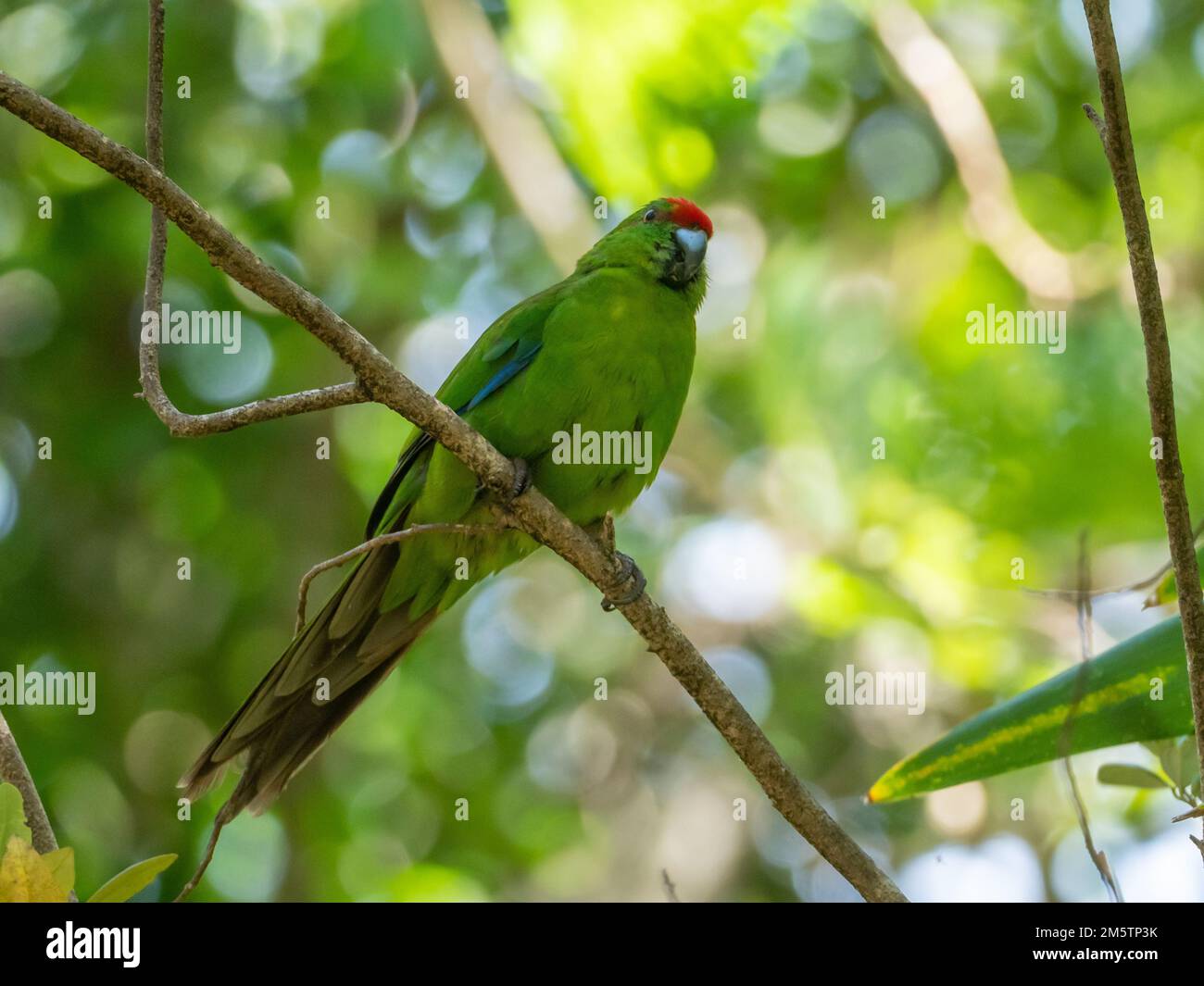 Norfolk Island Parakeet, Cyanoramphus cookii, an endangered species in ...