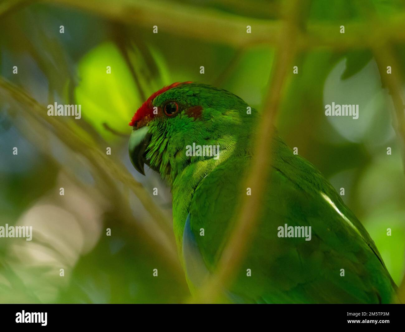 Norfolk Island Parakeet, Cyanoramphus cookii, an endangered species in ...
