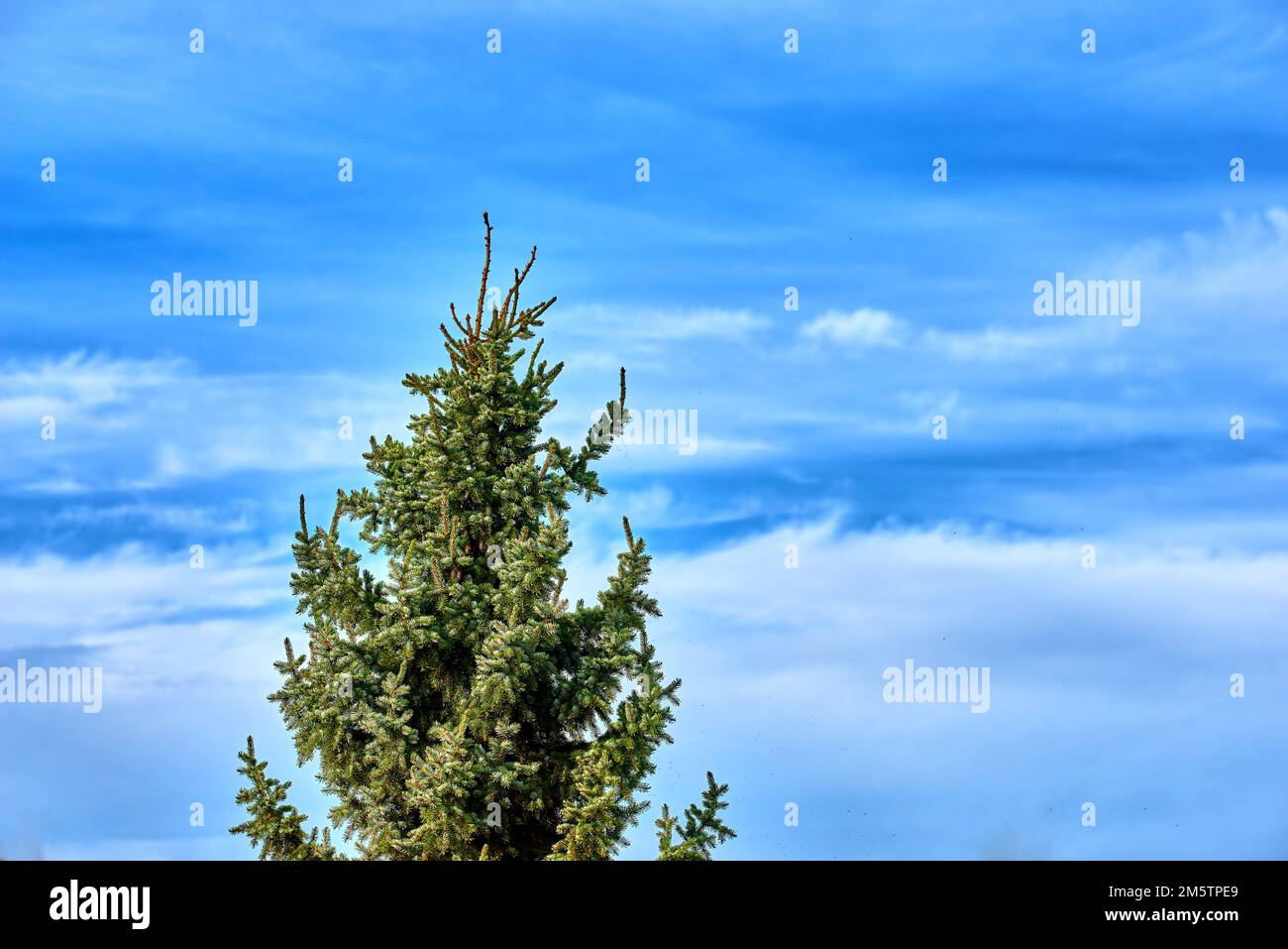 The Tree - token of a type. Tree - universal plant in all types and ...