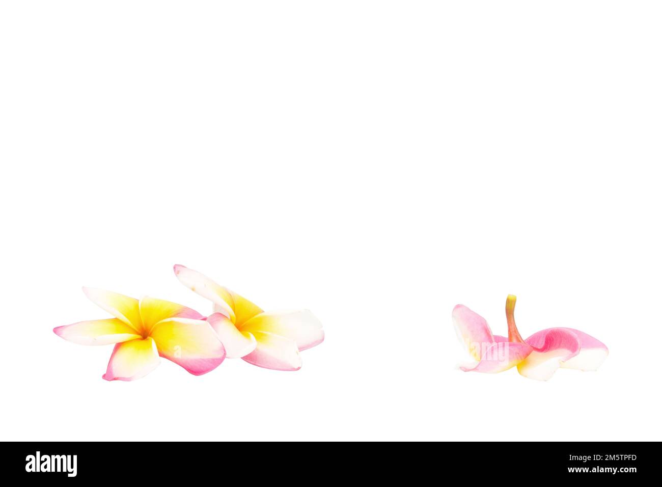 frangipani. plumeria. temple tree. graveyard tree. flower. isolated on ...