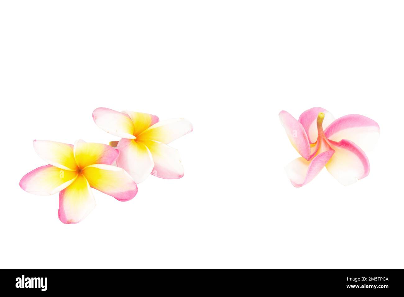 frangipani. plumeria. temple tree. graveyard tree. flower. isolated on ...