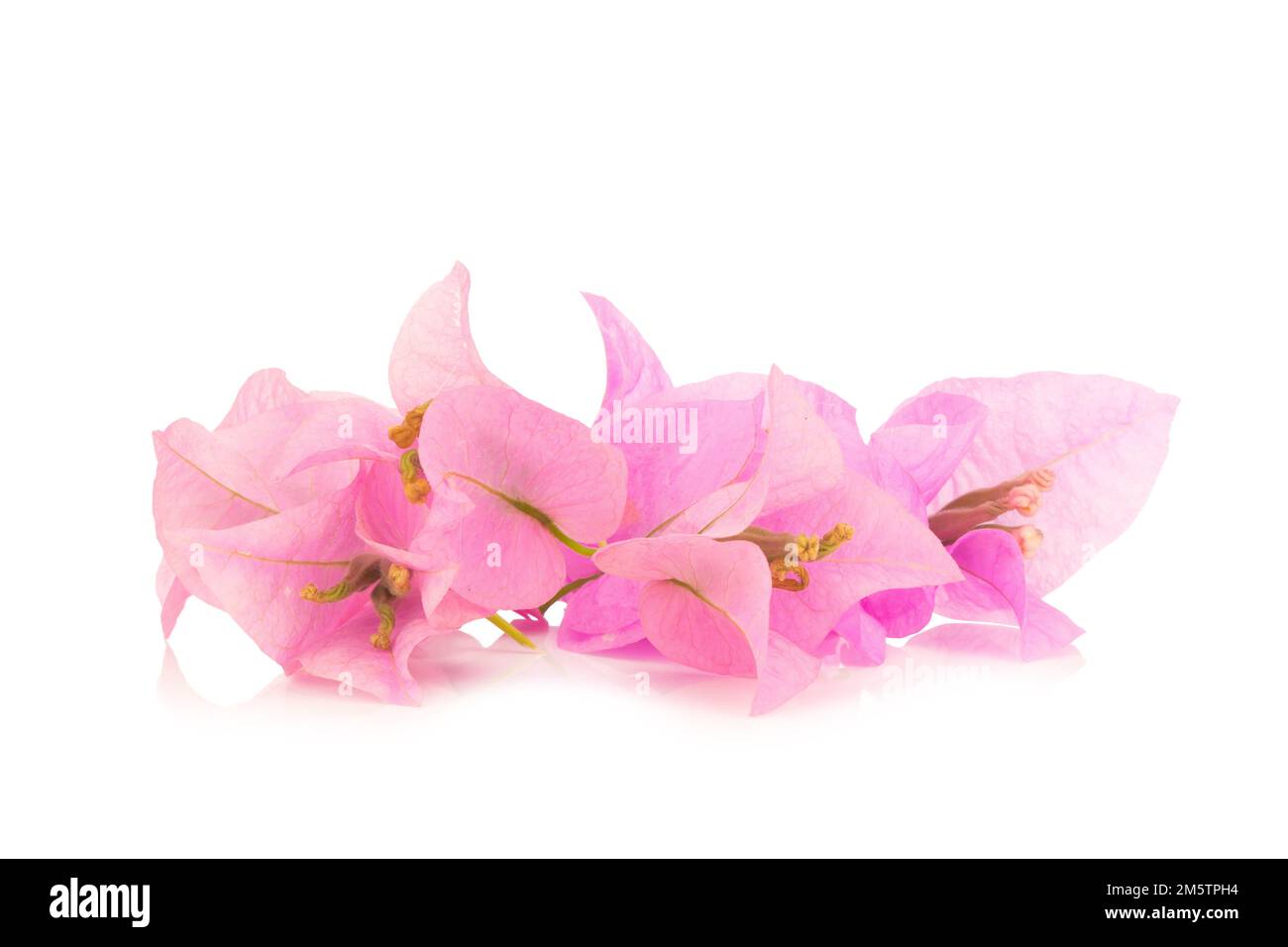Beautiful bougainvillea flower on Cut Out Stock Images & Pictures - Alamy