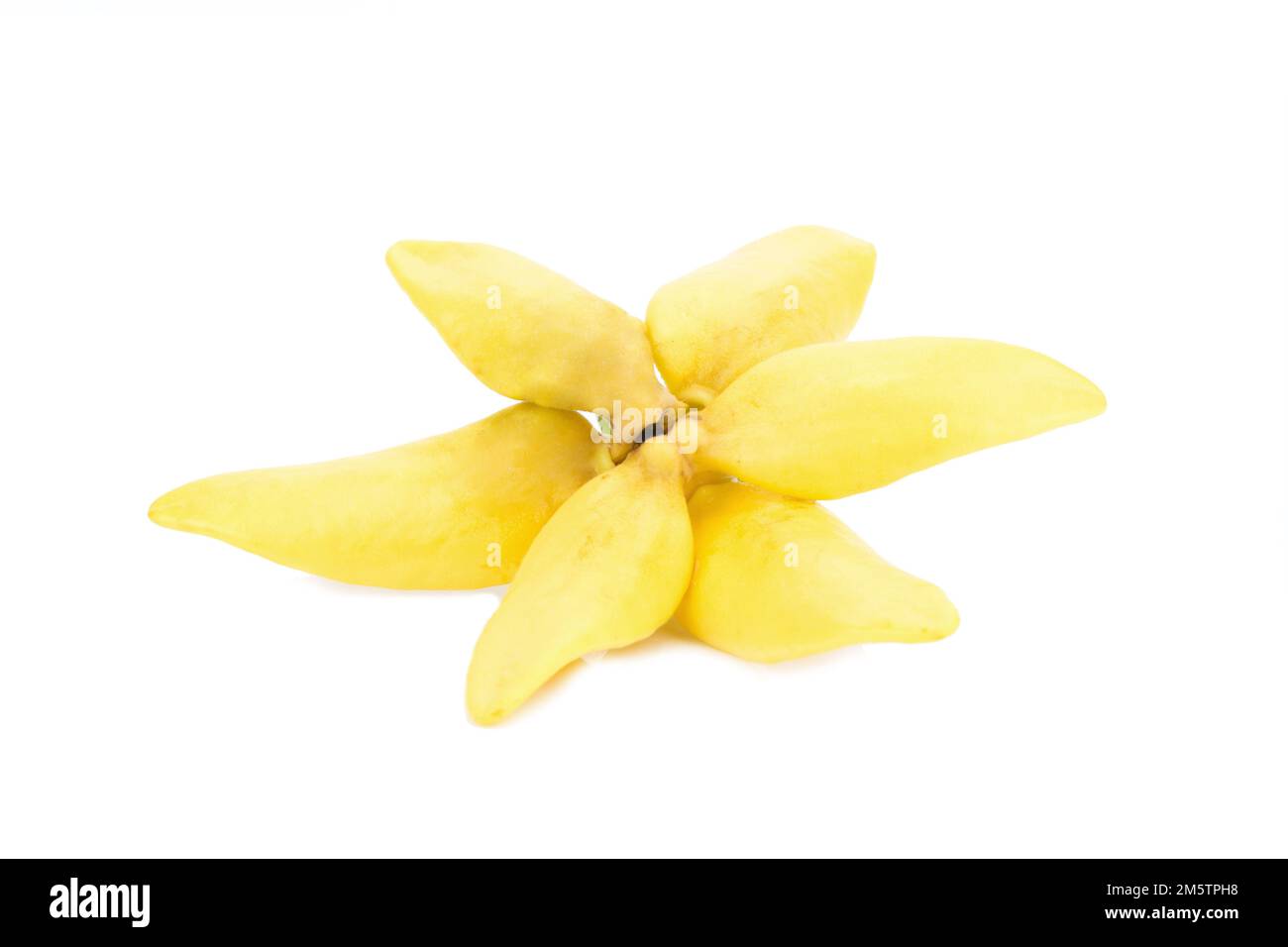 flower climbing ylang-ylang, climbing ilang-ilang, manorangini, hara ...