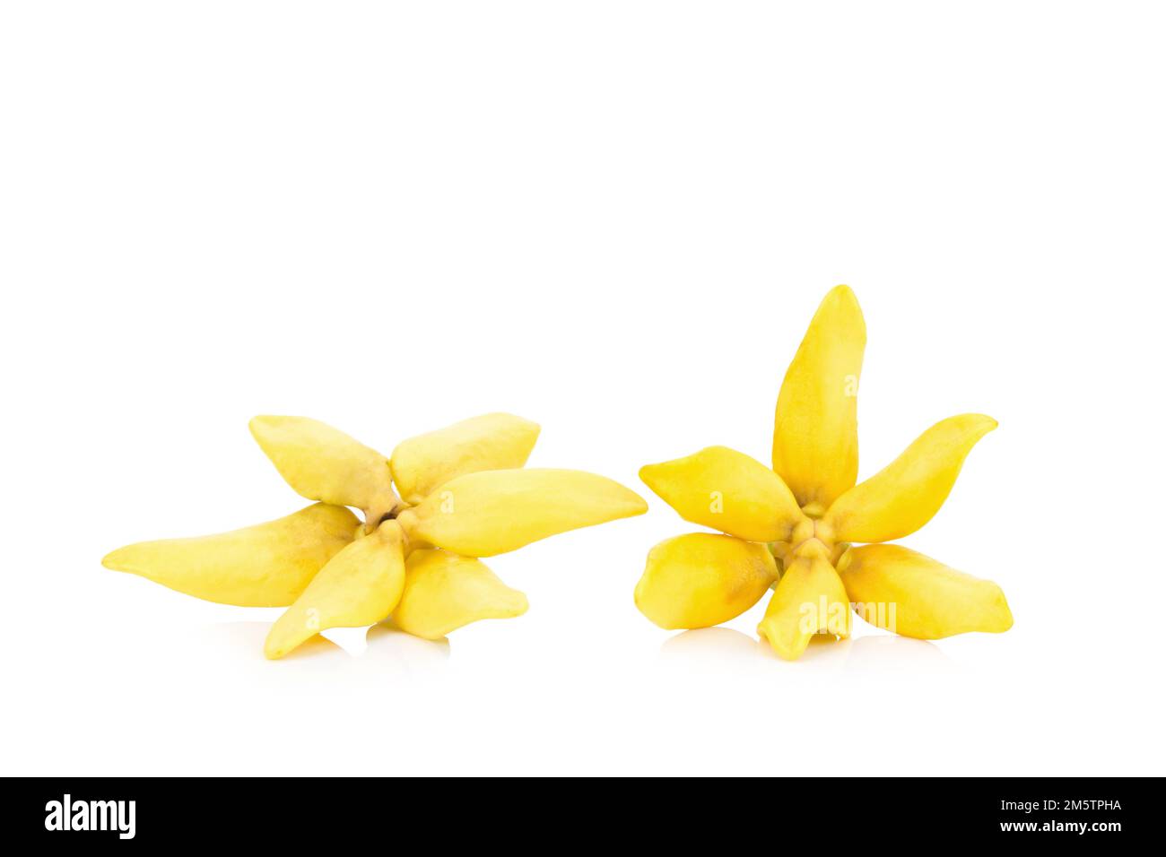 flower climbing ylang-ylang, climbing ilang-ilang, manorangini, hara ...