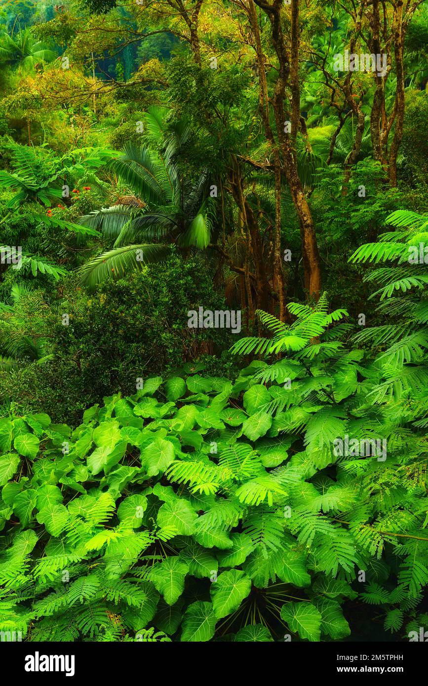 The Tree - token of a type. Tree - universal plant in all types and ...