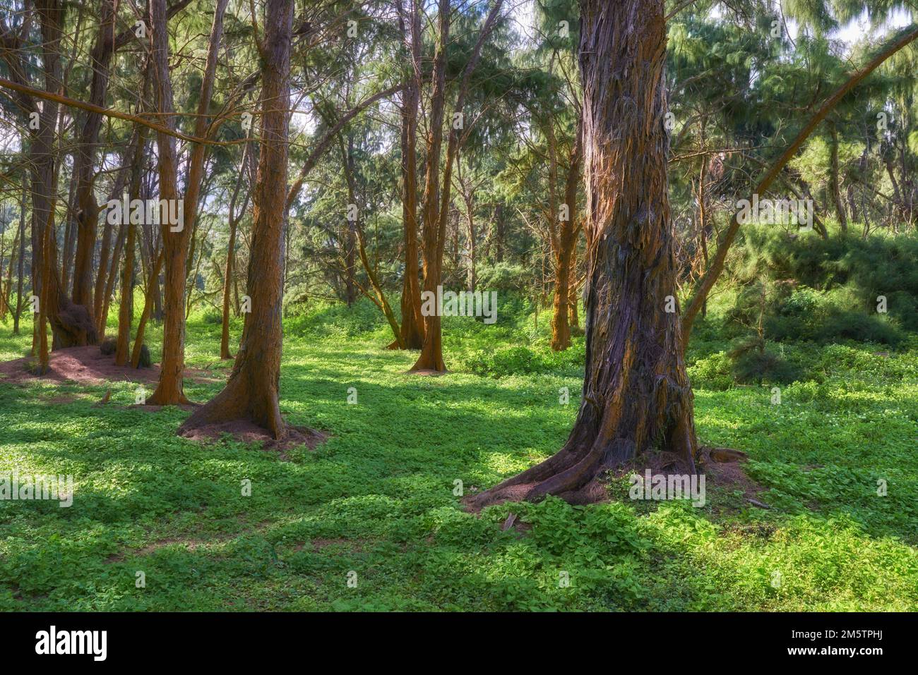 The Tree - token of a type. Tree - universal plant in all types and ...