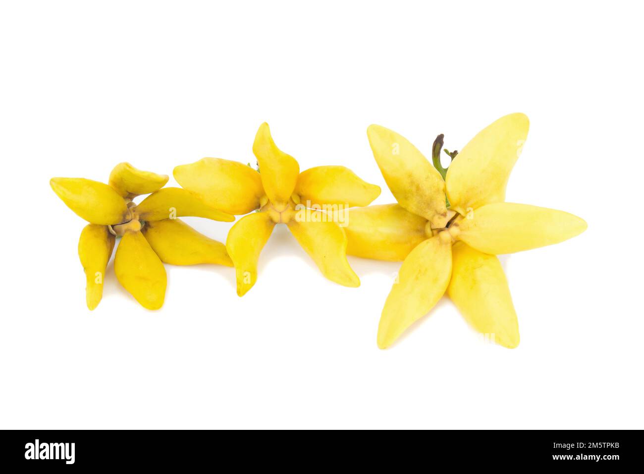 flower climbing ylang-ylang, climbing ilang-ilang, manorangini, hara ...