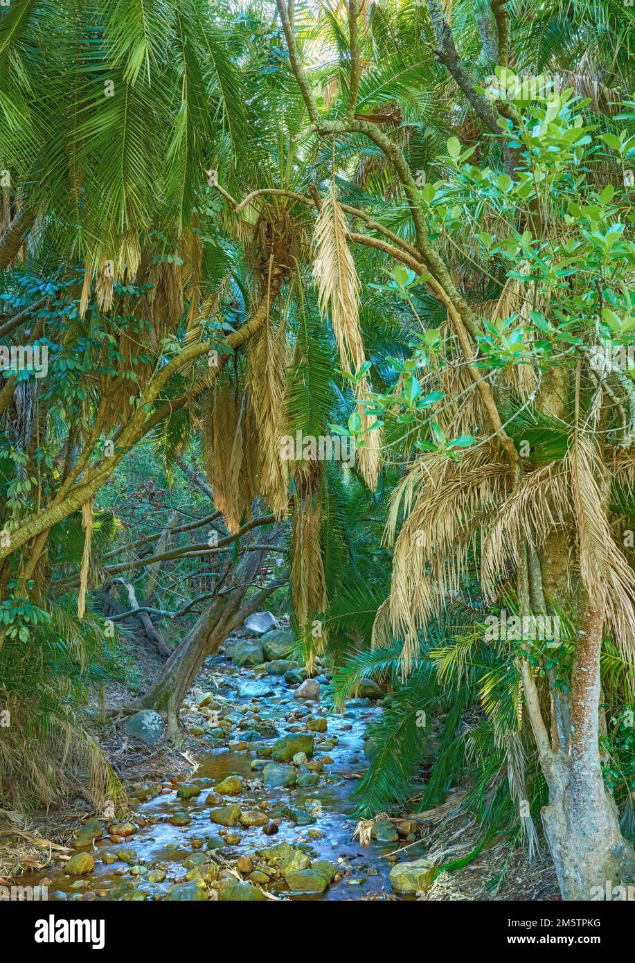 The Tree - token of a type. Tree - universal plant in all types and ...