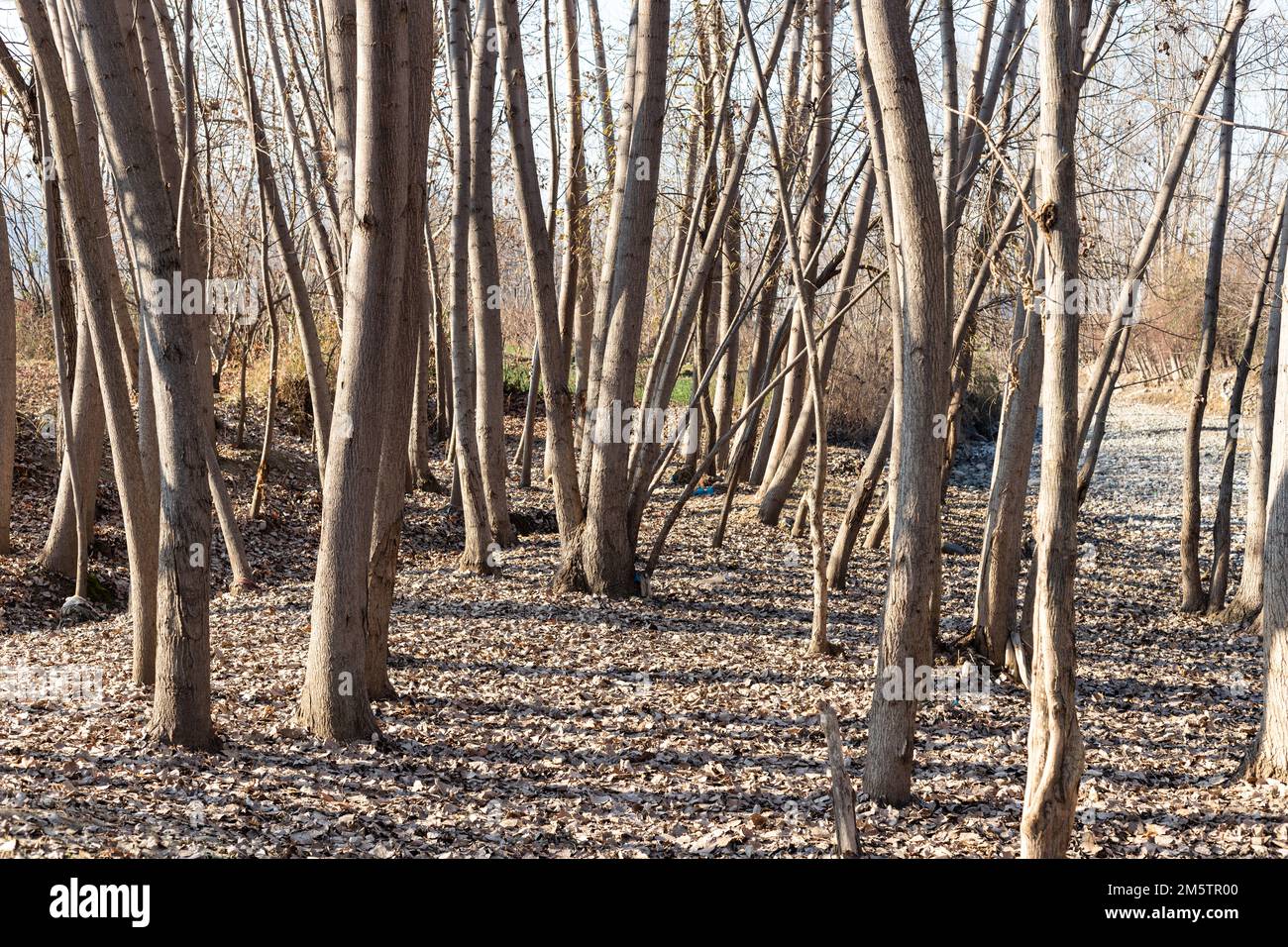 Beautiful tall dry trees forest hi-res stock photography and images - Alamy