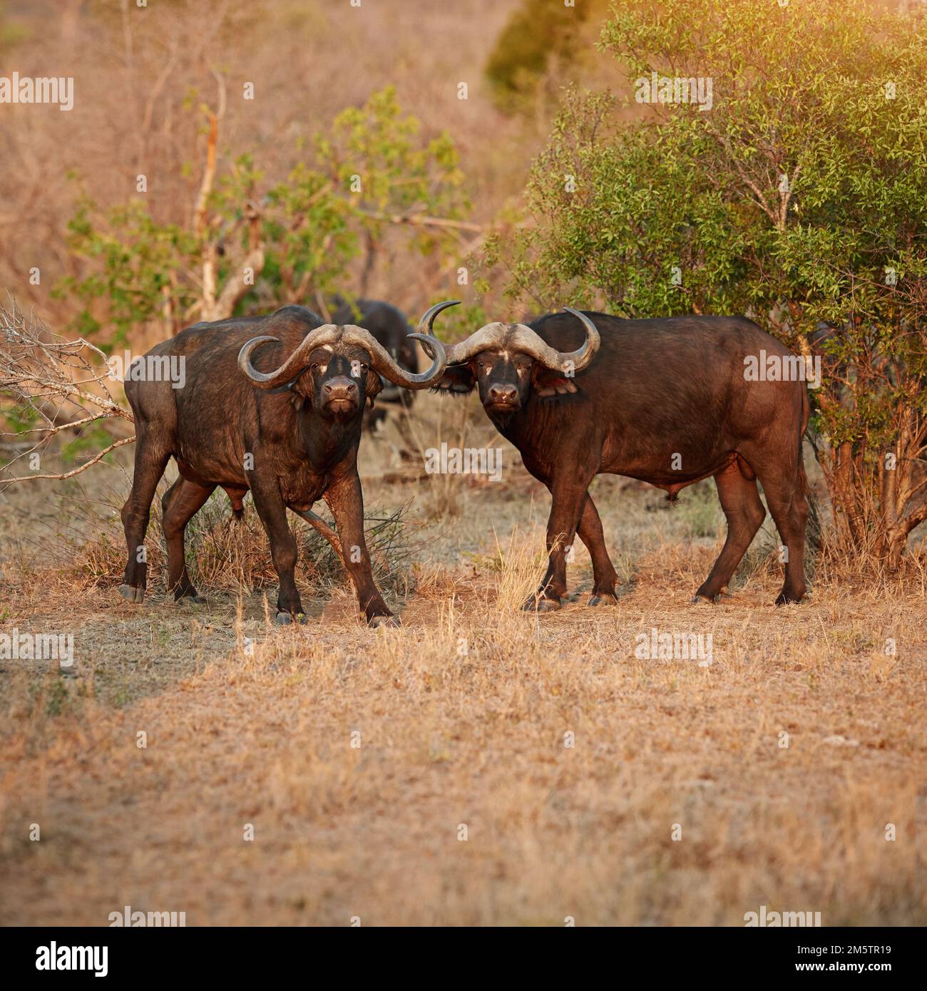 Keeping a lookout. Full length shot of a group of buffalo on the ...
