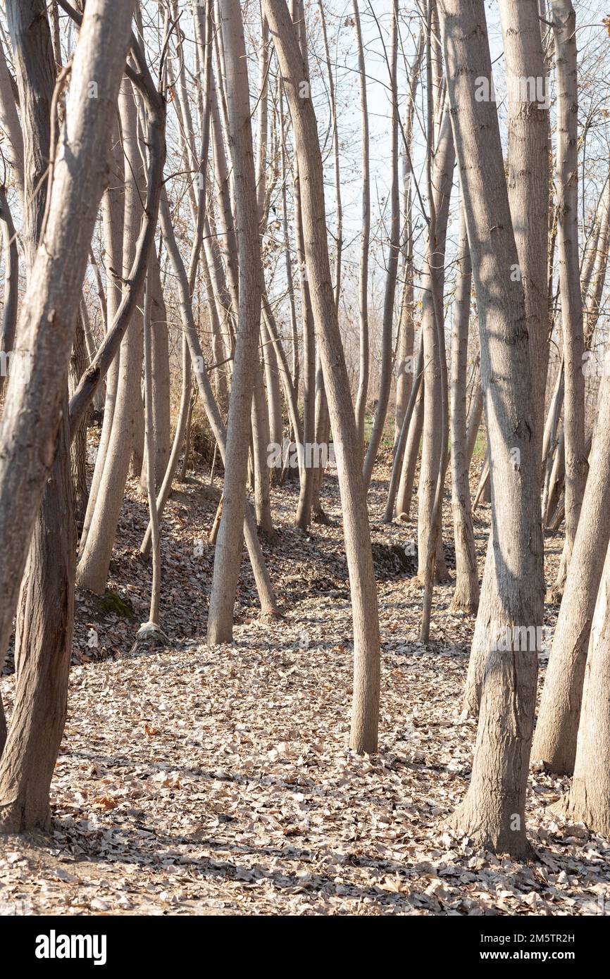 Dormancy period hi-res stock photography and images - Alamy