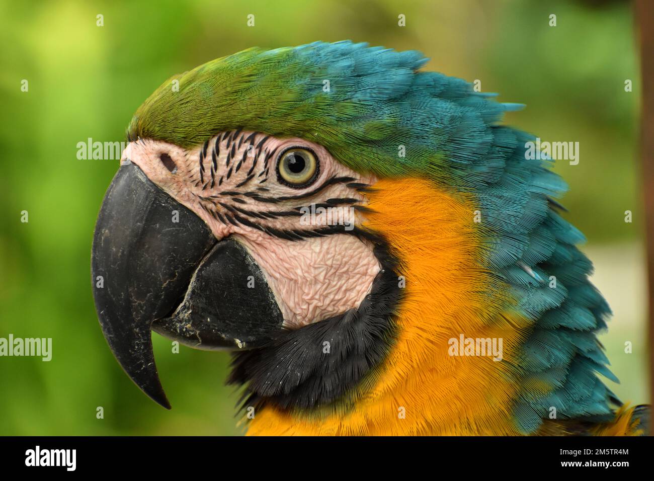 Young bird spotter hi-res stock photography and images - Alamy