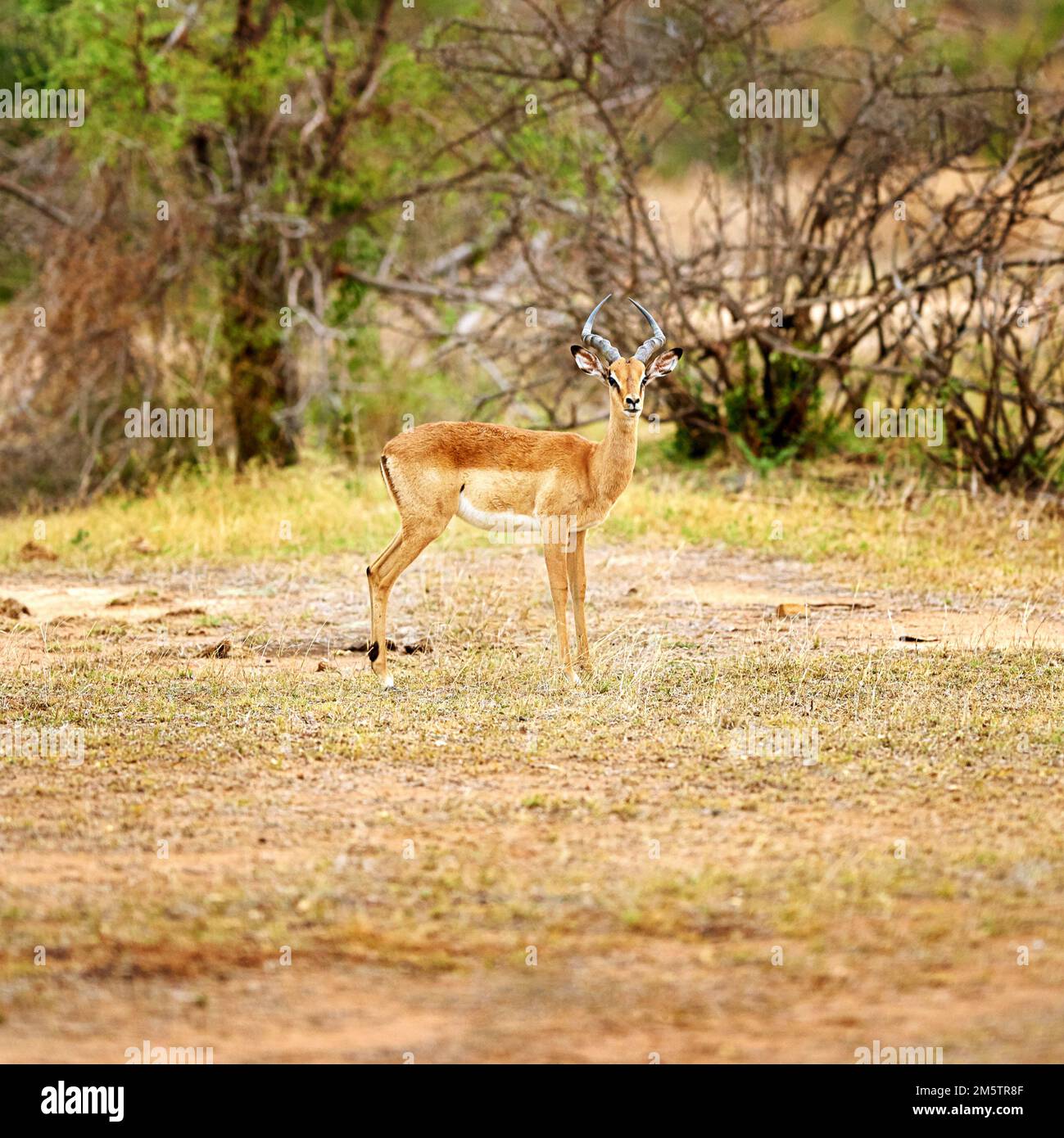 Outdoor plains hi-res stock photography and images - Alamy