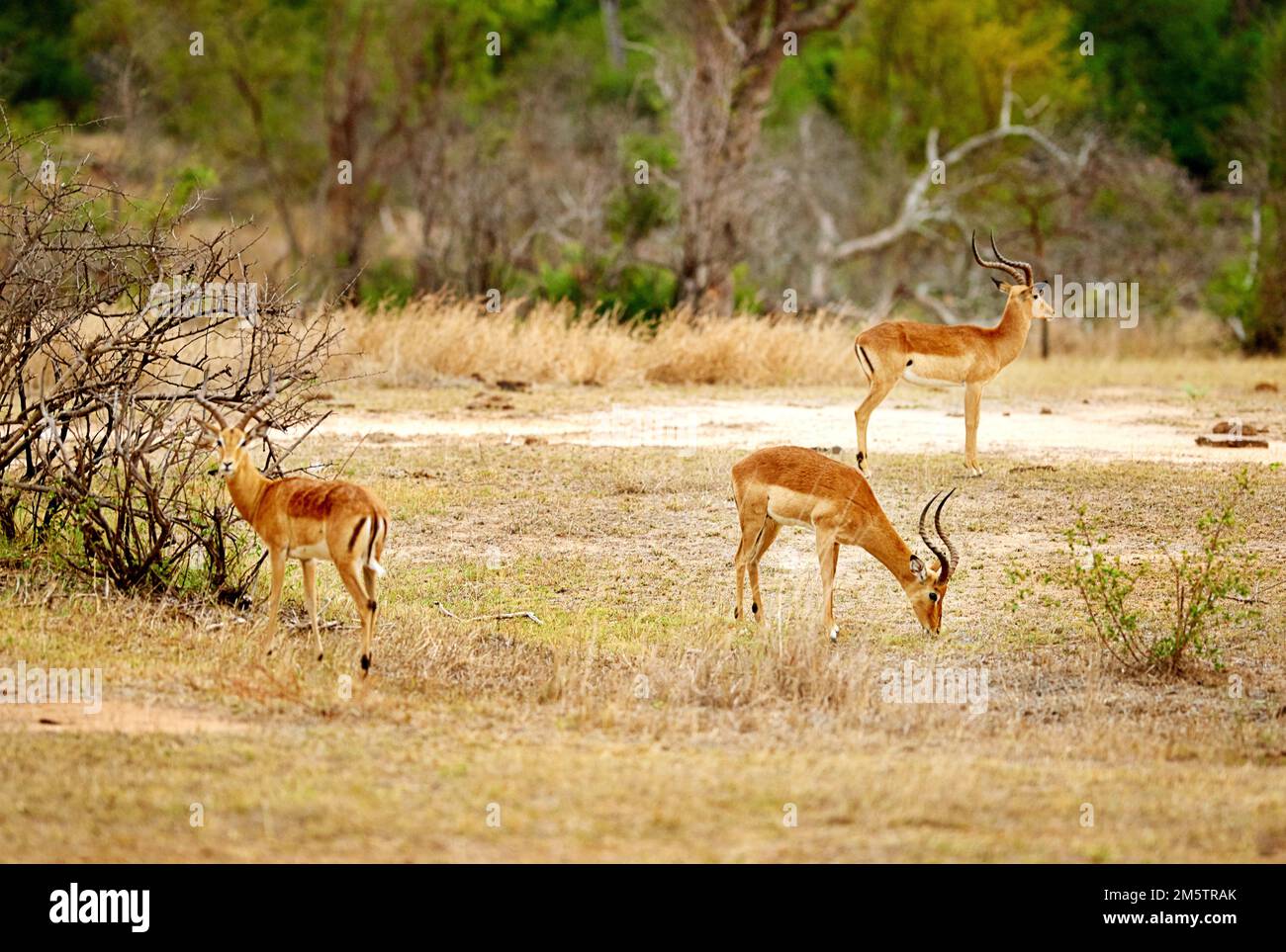 Grazing together. Full length shot of three antelope on the plains of ...