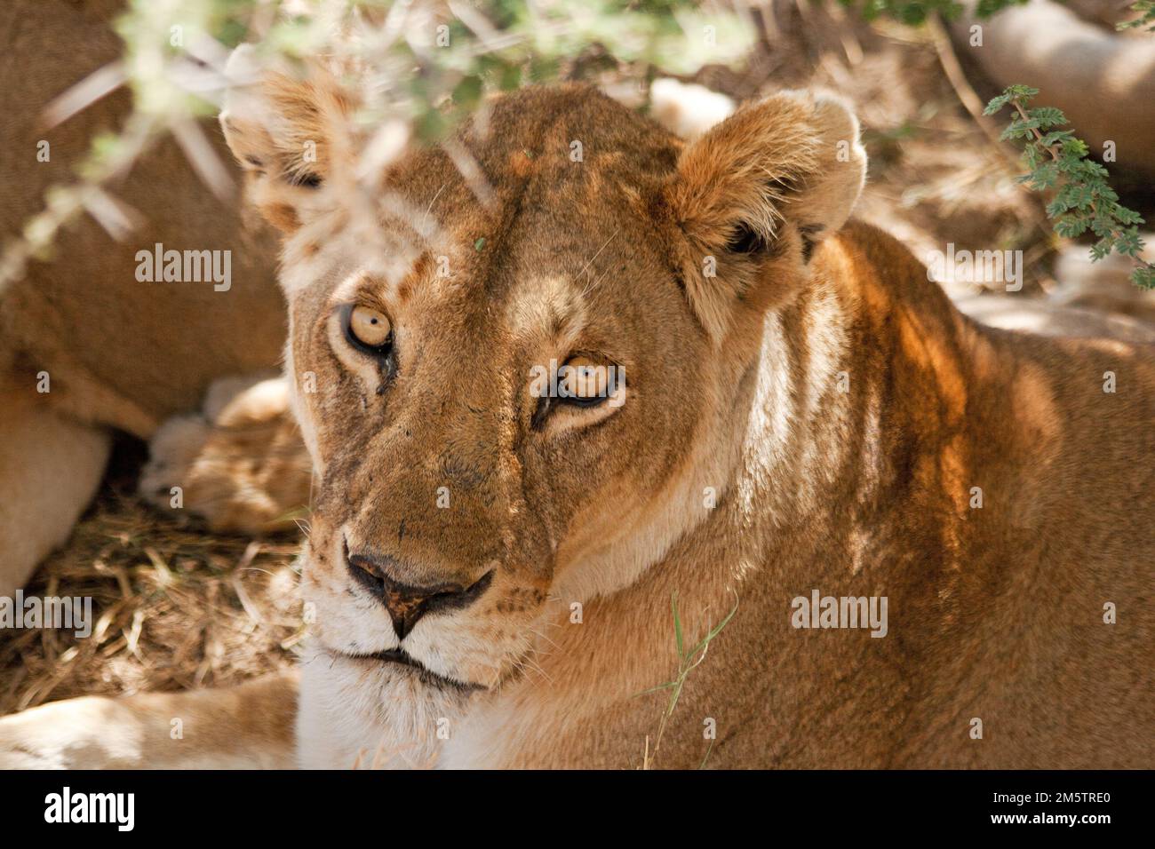 Lion under the tree in the national park of Serengeti, Tanzania Stock ...