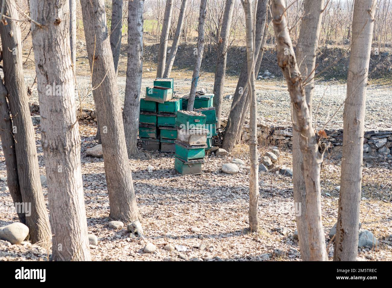 Abandoned beehive in forest in autumn season Stock Photo - Alamy