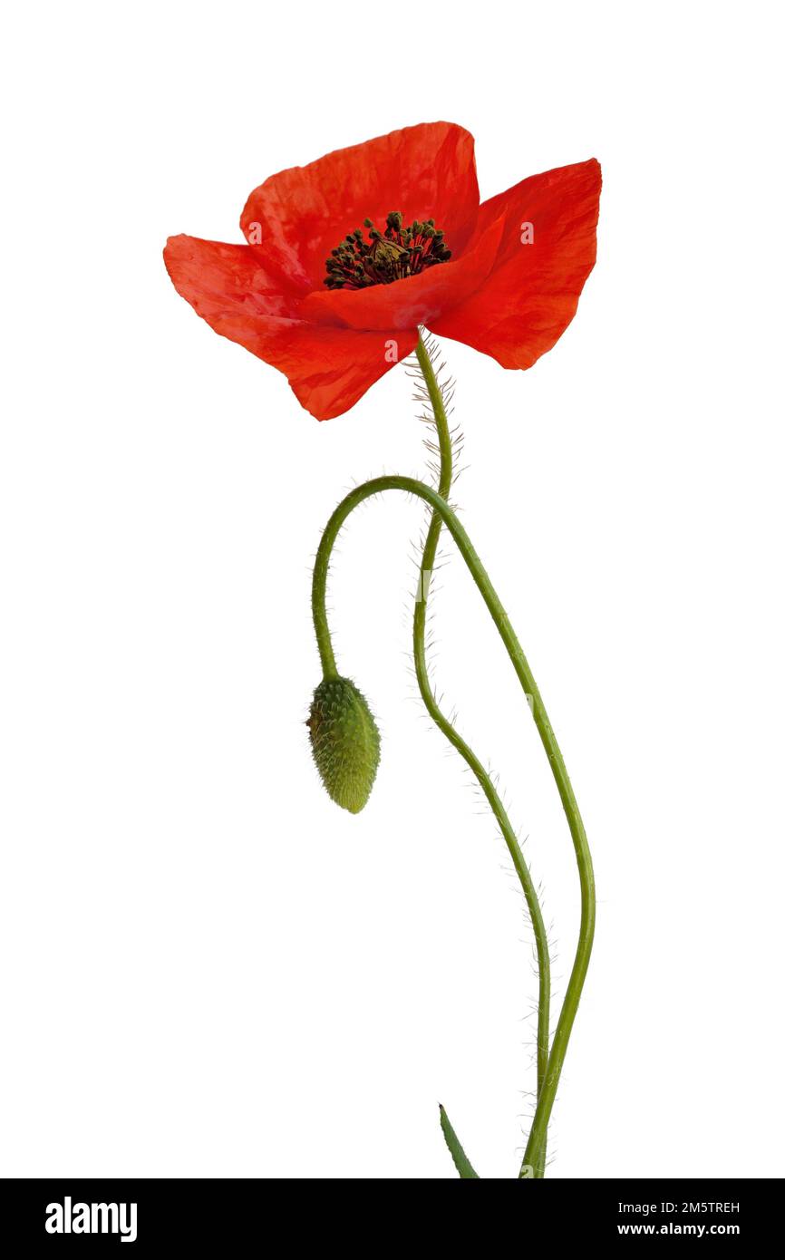 Poppy flowers on field Cut Out Stock Images & Pictures - Alamy