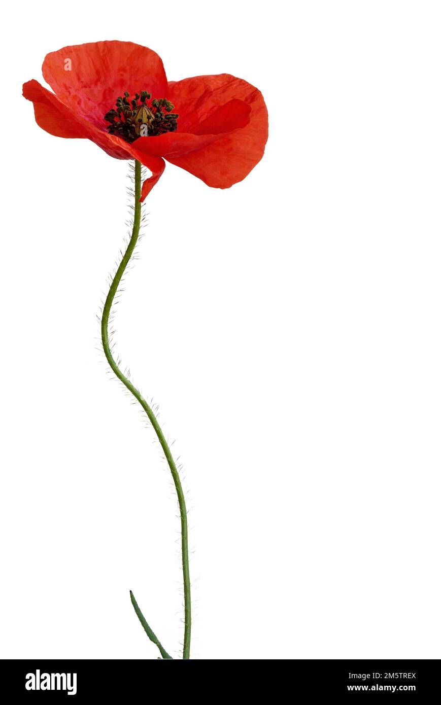 Closeup poppy bud Cut Out Stock Images & Pictures - Alamy