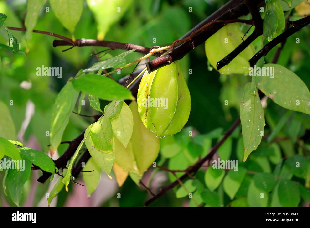 A small tropical tree that grows slowly. from Southeast Asia A tropical ...