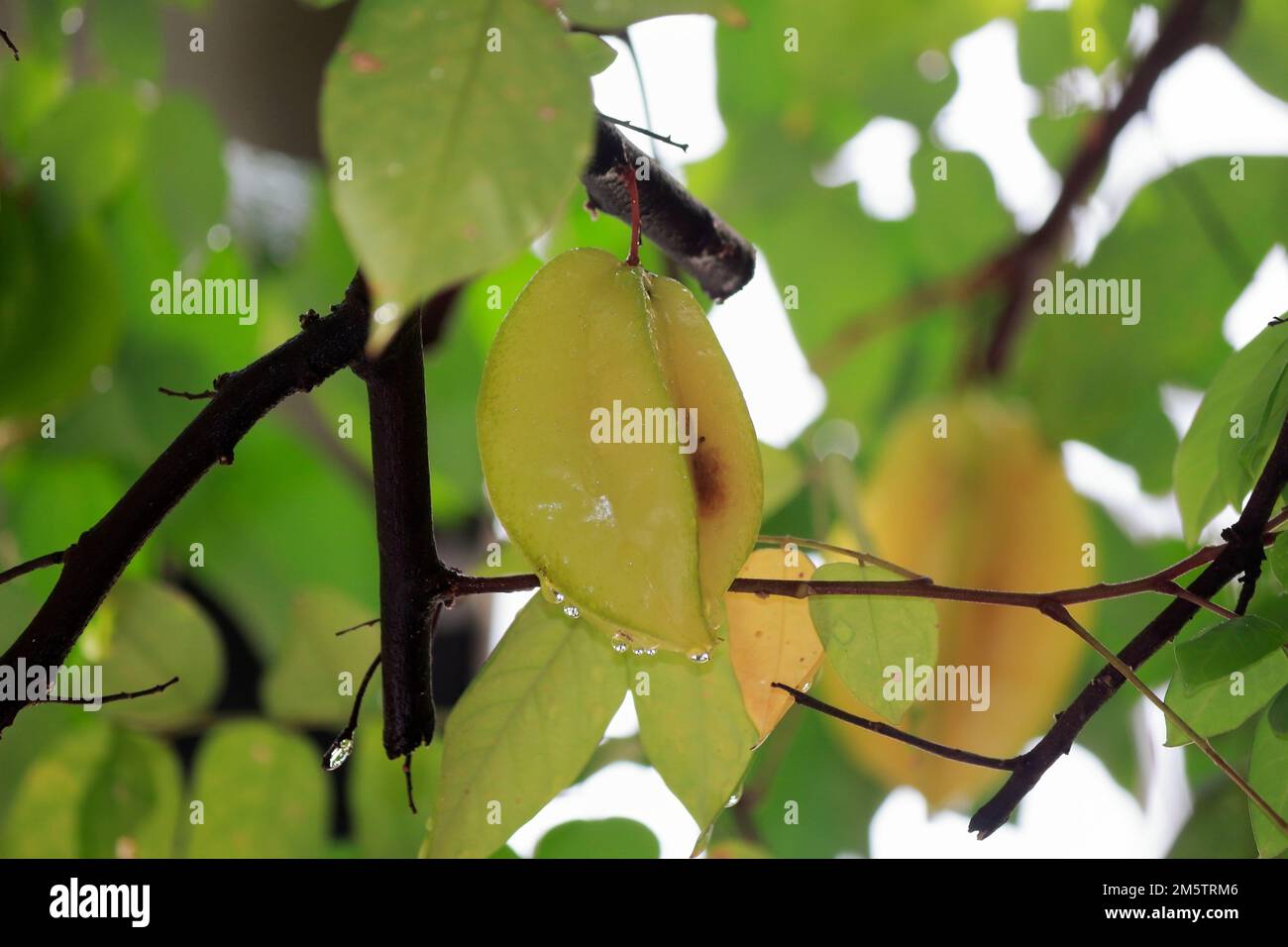 Five angled hi-res stock photography and images - Alamy
