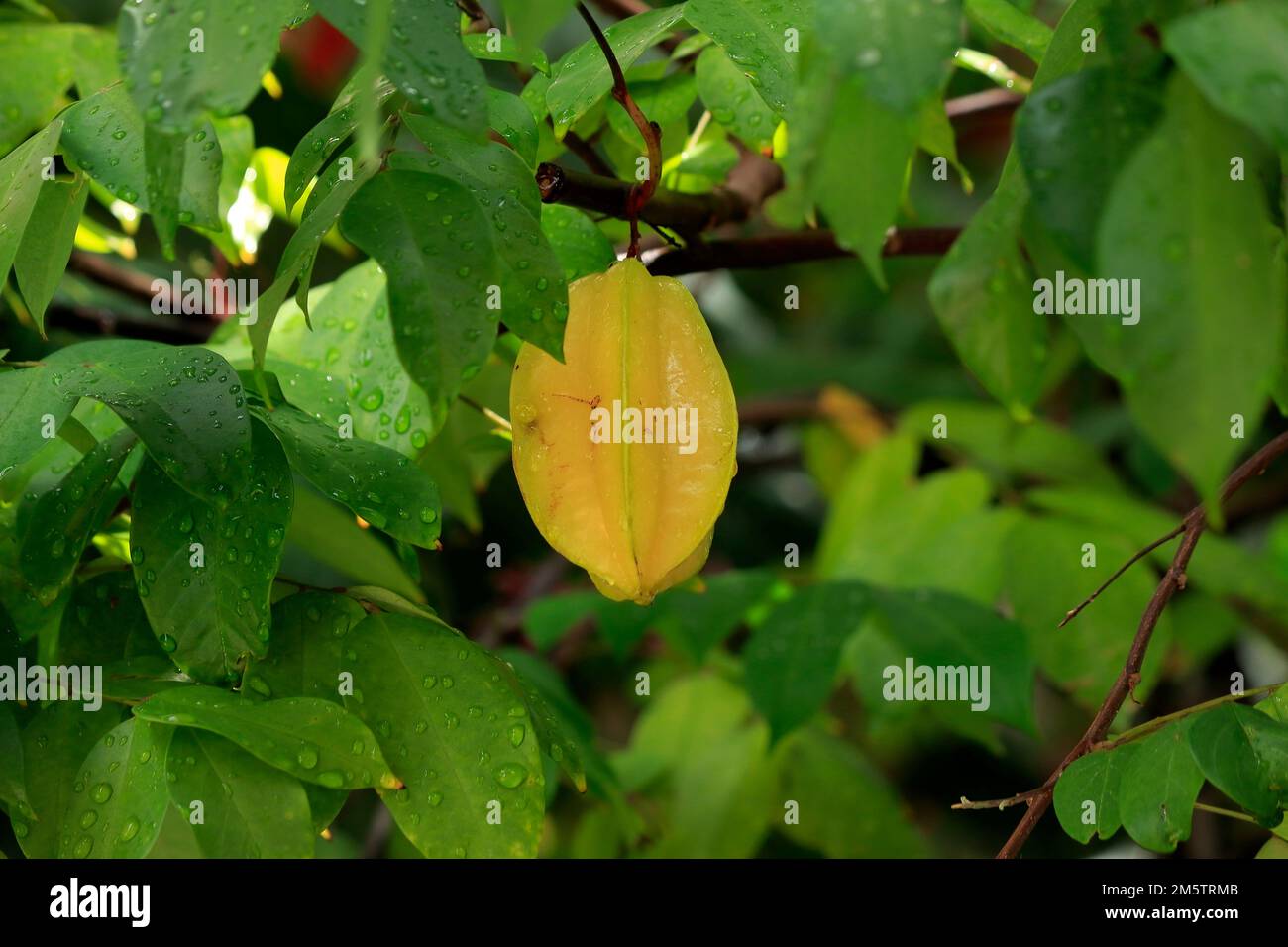 A small tropical tree that grows slowly. from Southeast Asia A tropical ...