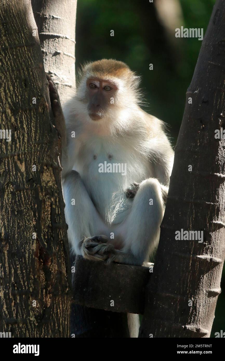 Wild monkeys found in many urban areas. It can adapt to people. due to ...