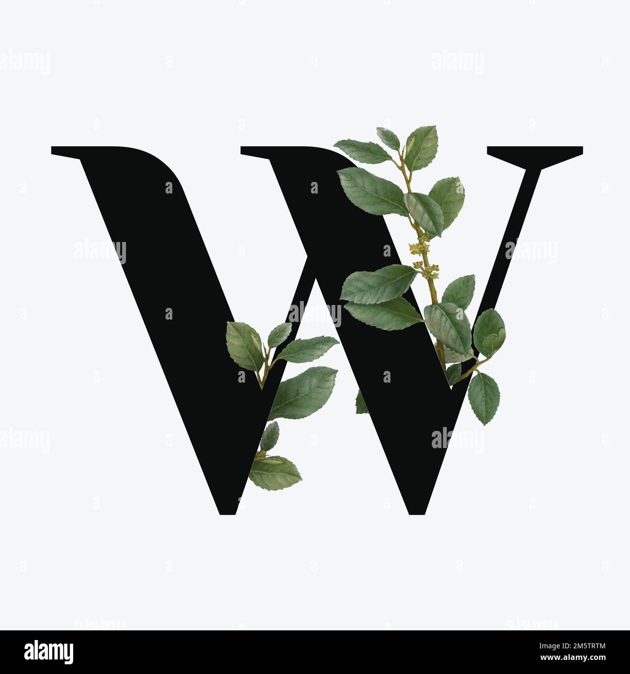 Botanical capital letter W vector Stock Vector Image & Art - Alamy