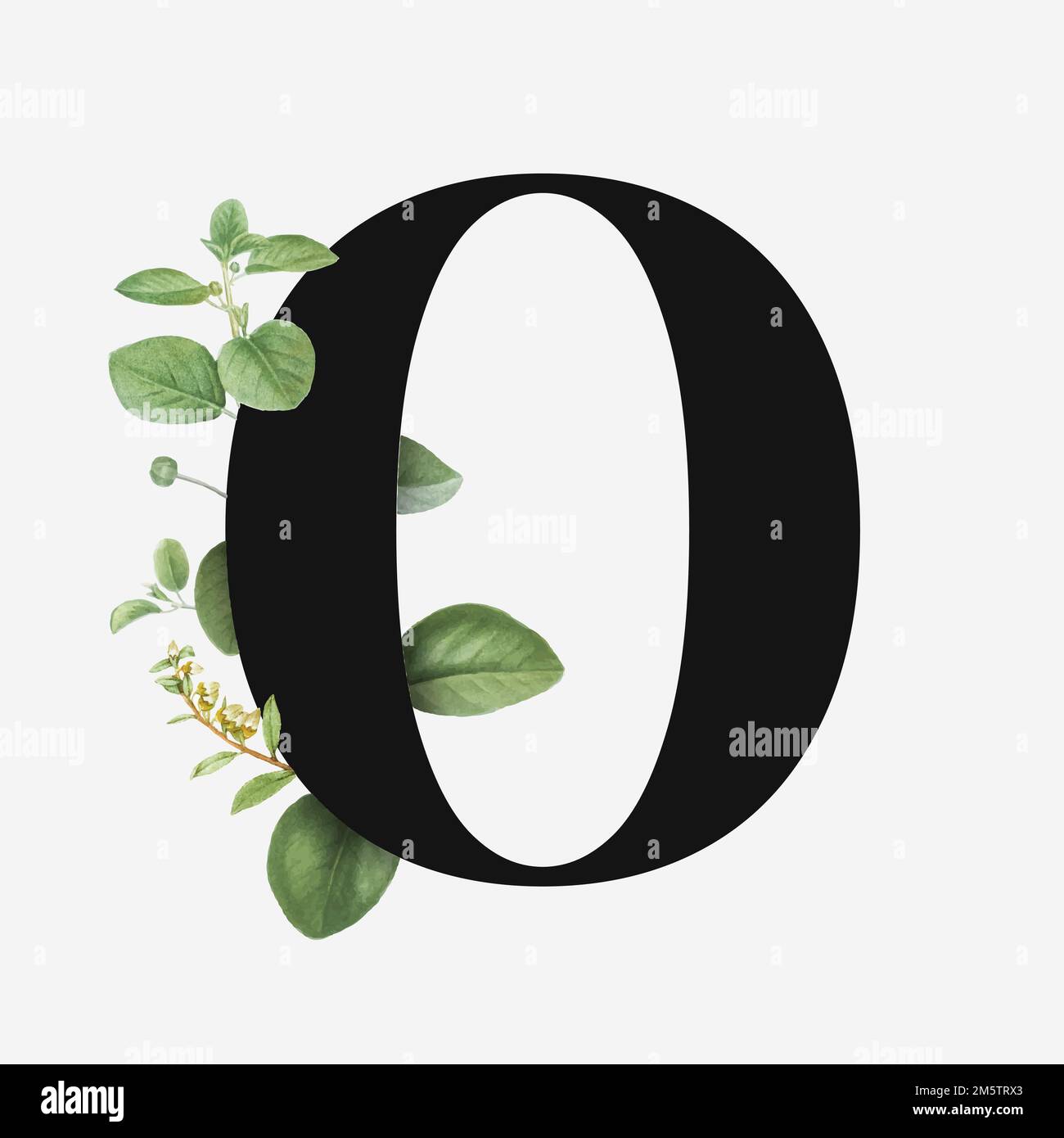 Botanical capital letter O vector Stock Vector Image & Art - Alamy Botanical capital letter O vector Stock Vector Image & Art - Alamy