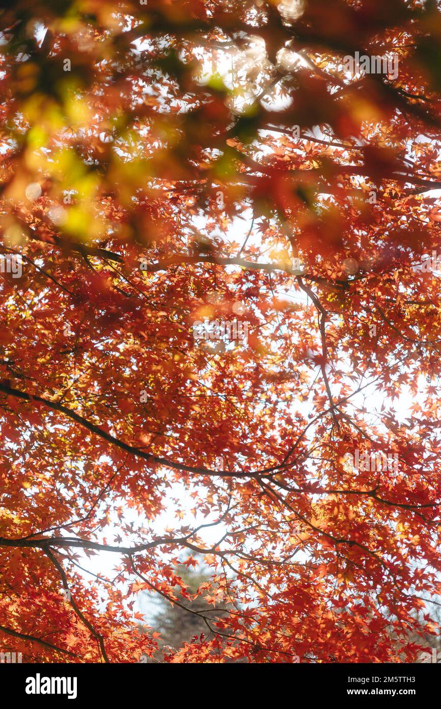 Red maple tree fuji mountain hi-res stock photography and images - Alamy