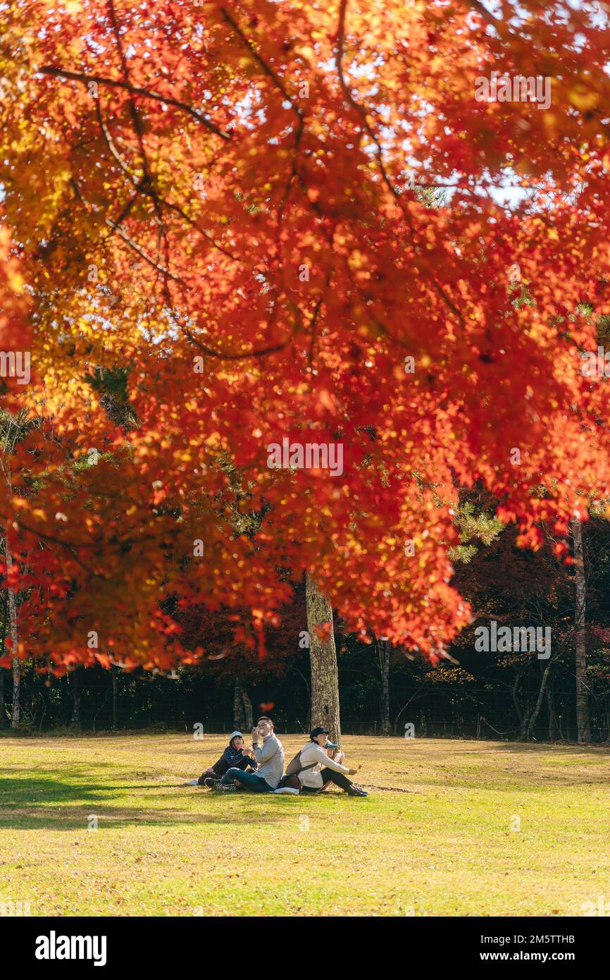 Asian family picnic park hi-res stock photography and images - Alamy