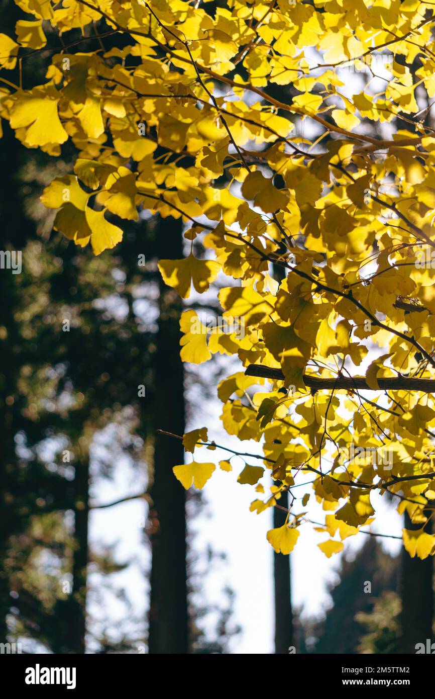 Ginkgo forest hi-res stock photography and images - Alamy