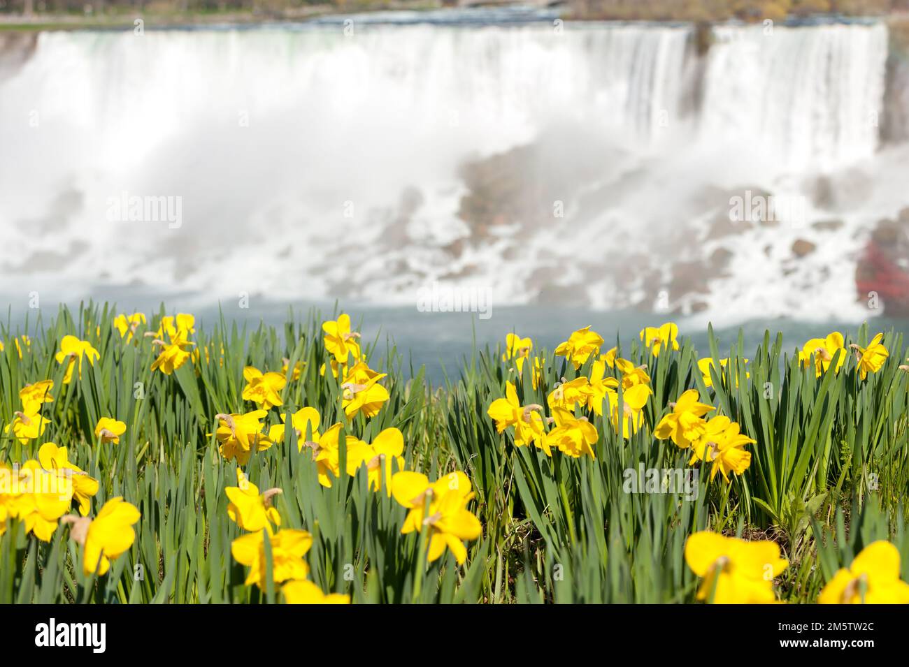 View at Niagara Falls and flowers from Canadian side in spring season ...
