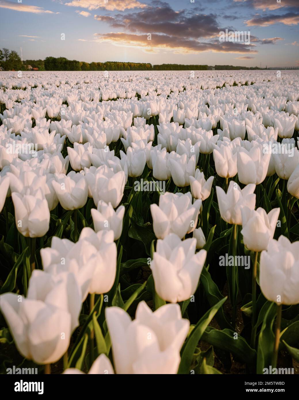 White tulip field during sunset in the Netherlands Noordoostpolder ...