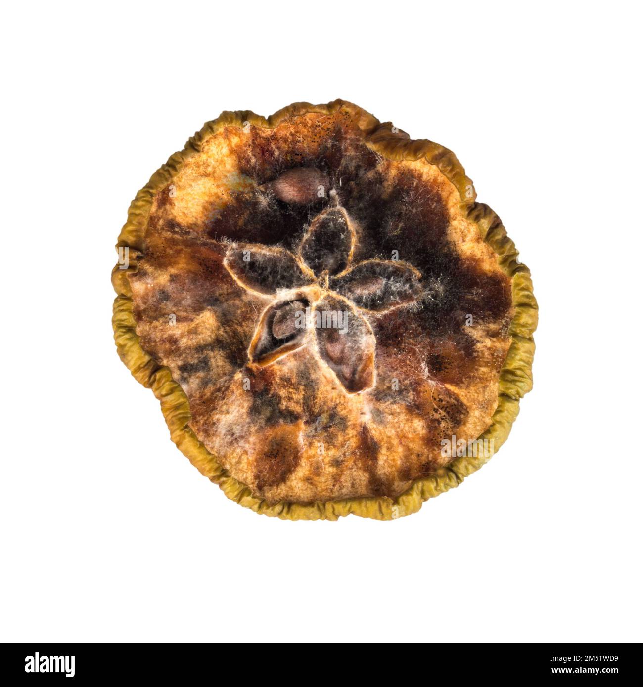 Apple with rotten core Cut Out Stock Images & Pictures - Alamy