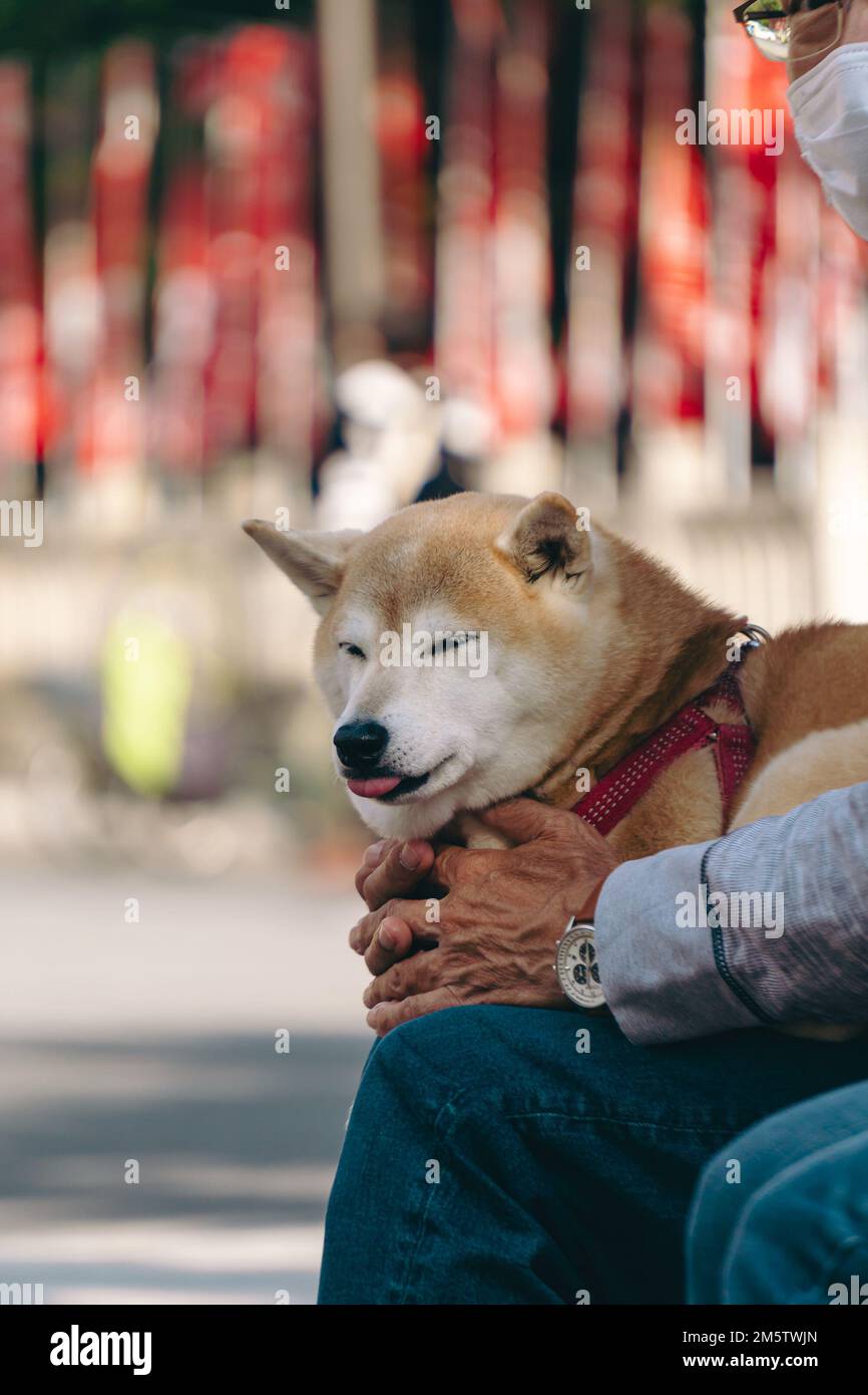 Shiba sen hi-res stock photography and images - Alamy